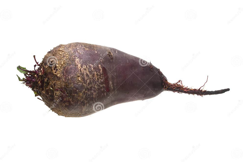 Buryak Isolated on White Background Stock Image - Image of celery ...