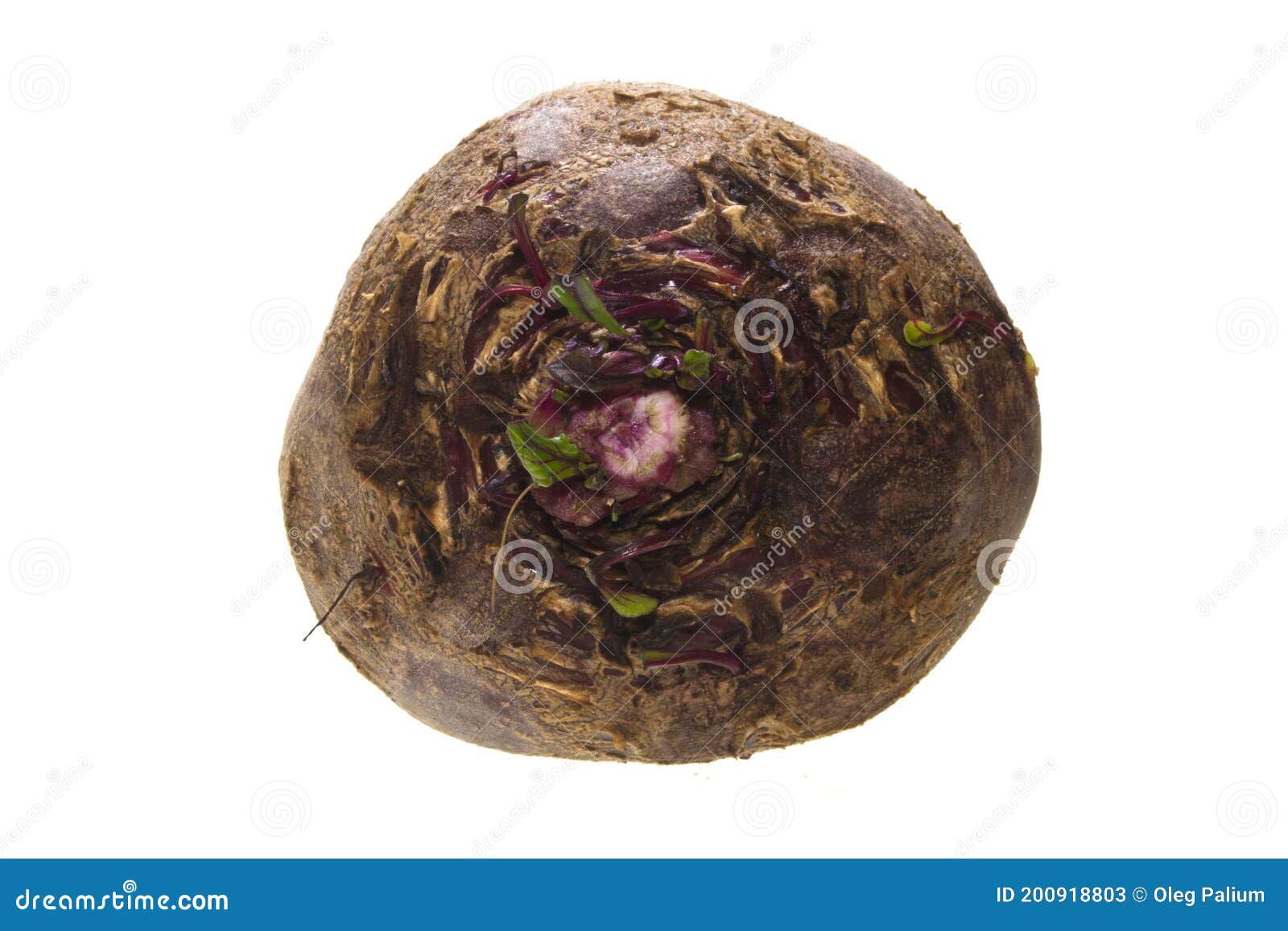 Buryak Isolated on White Background Stock Image - Image of farm, crops ...