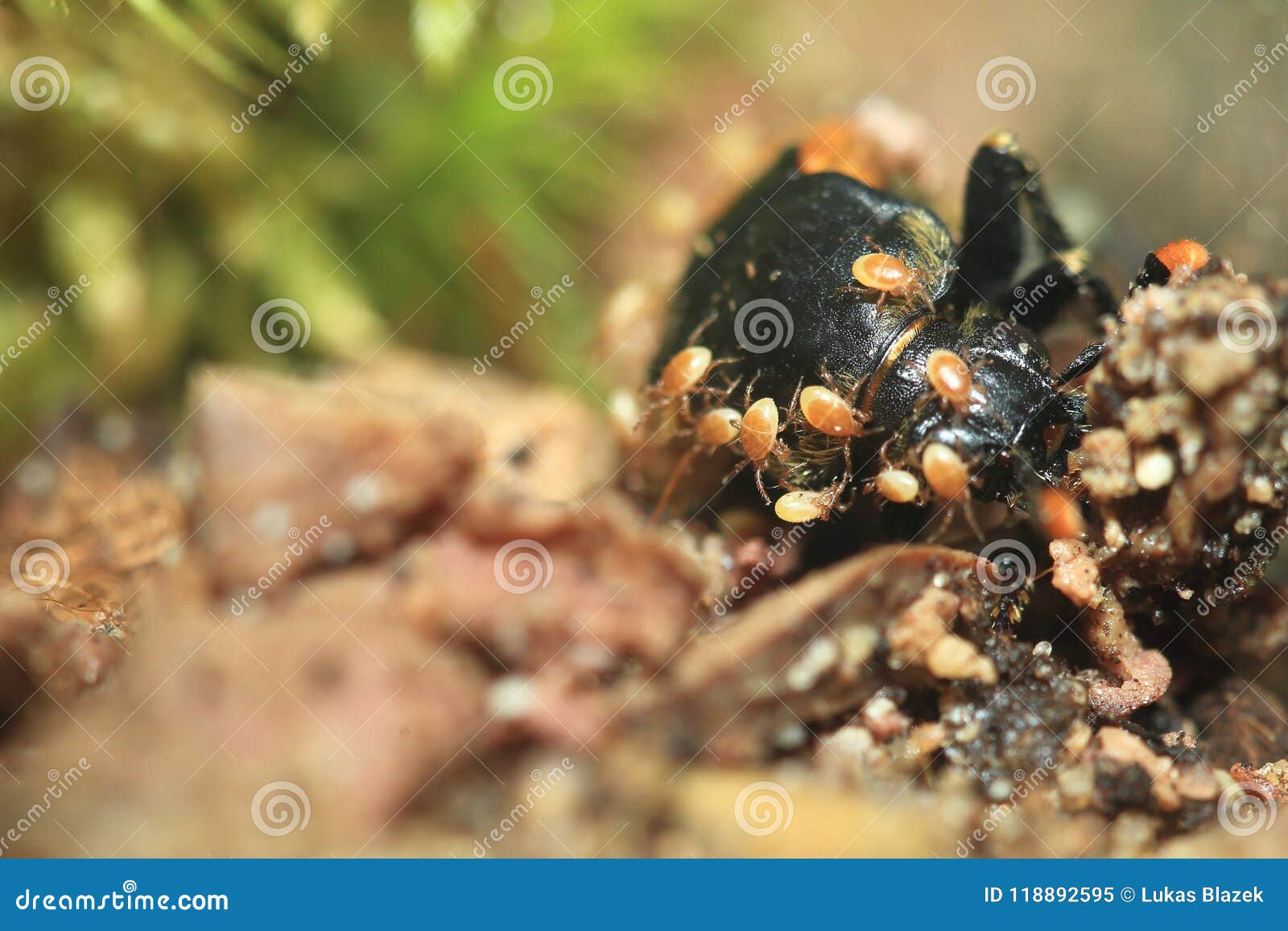 The Burying Beetle Aka Nicrophorus Vespilloides On Plant Stem With ...