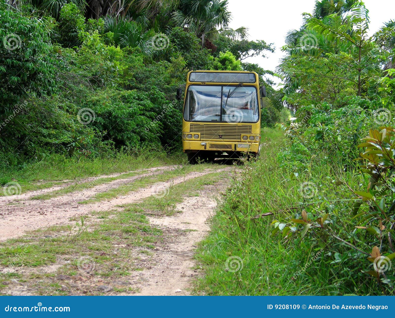 Bus in forest stock image. Image of tree, amazonia, plant - 9208109