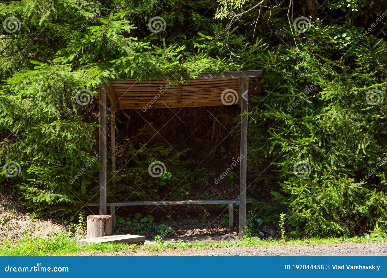 Bus Stop in the Mountains, Wooden Overgrown with Spruce Stock Photo ...