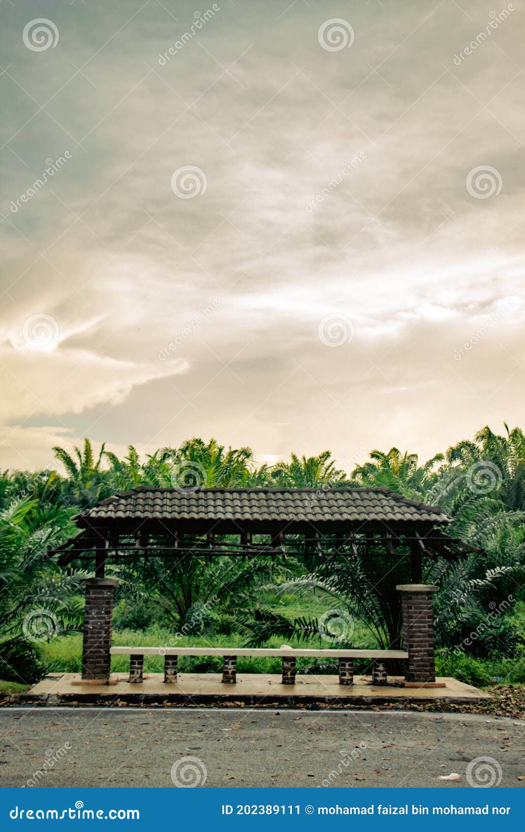 Bus stop at oil palm trees stock image. Image of cloud - 202389111