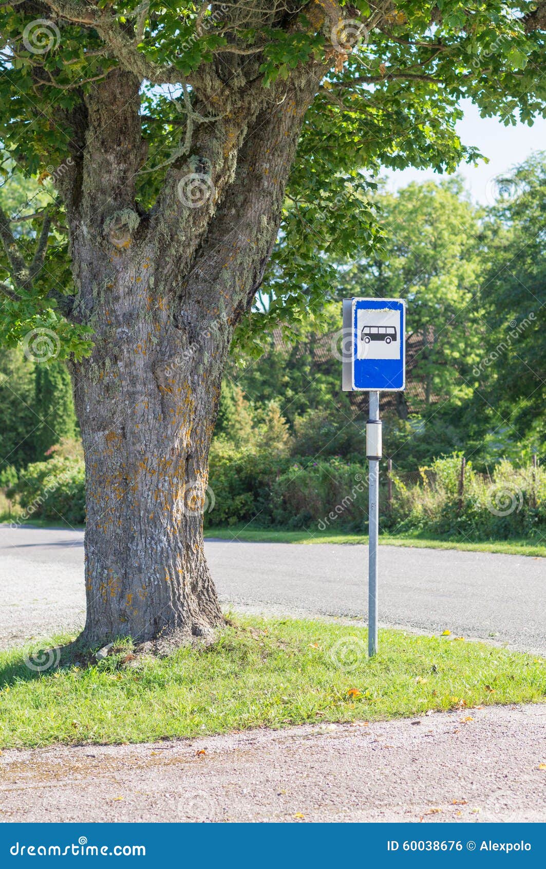Bus Stop Sign Under Picturesque Maple Tree Stock Photo - Image of metal ...
