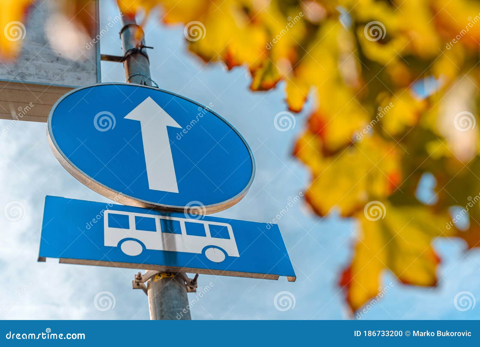 Bus Stop Sign with White Arrow and Tree Leaves in the City Stock Photo ...