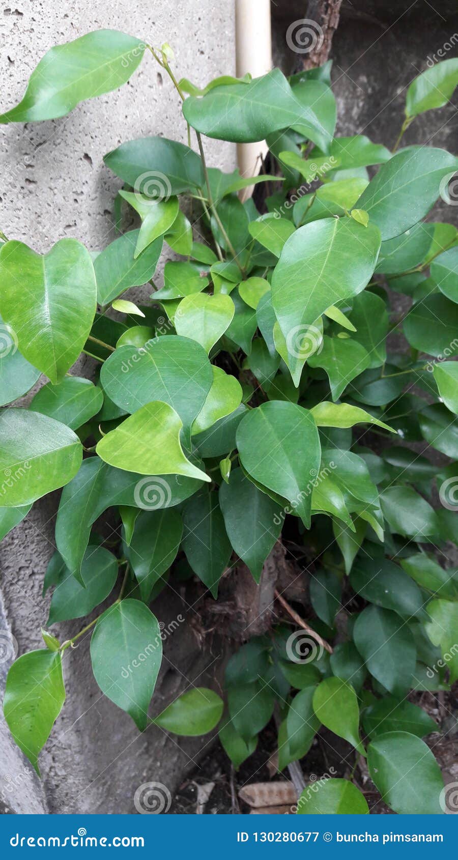 Busch stockbild. Bild von baum, busch - 130280677