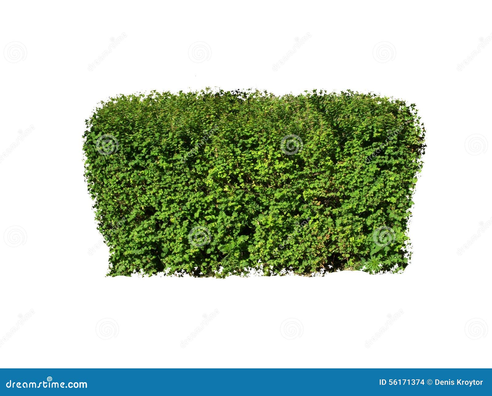 Busch stockfoto. Bild von form, foto, rechteckig, garten - 56171374