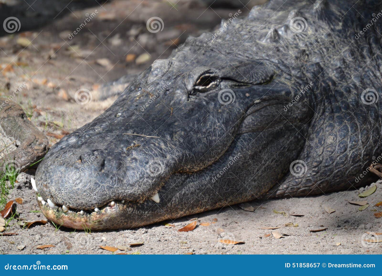 Busch Gardens Gator editorial photography. Image of lazy - 51858657