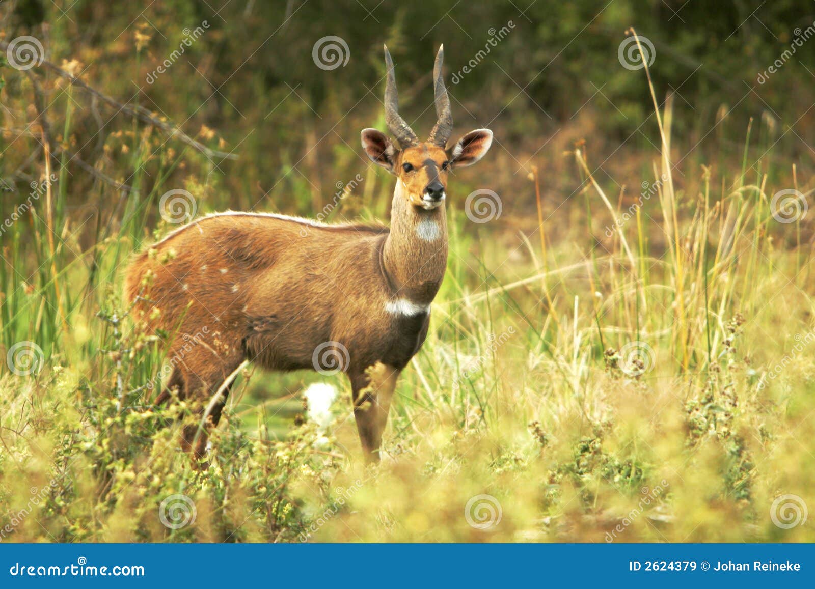 Buschbuck stock image. Image of south, leaves, forests - 2624379