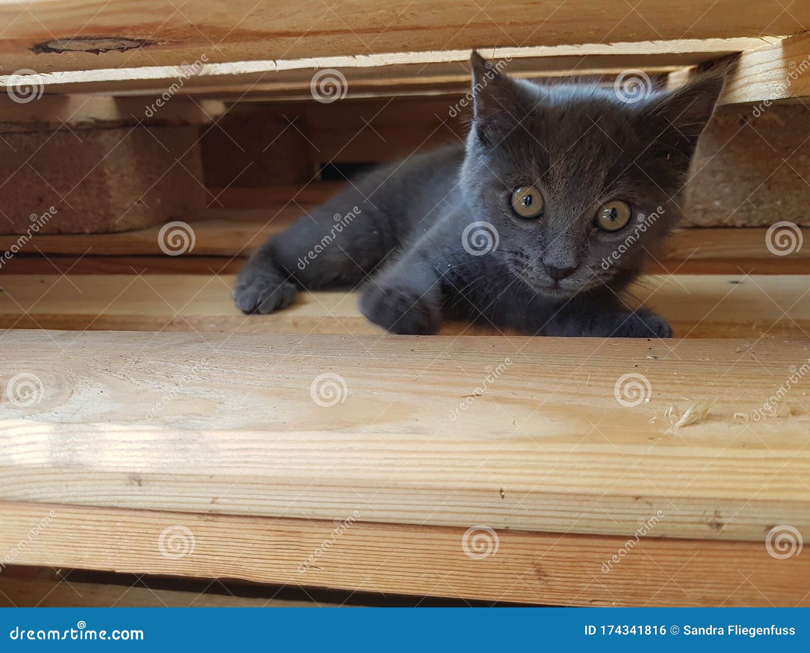 Buschi the Cat stock photo. Image of baby, buschi, animals - 174341816