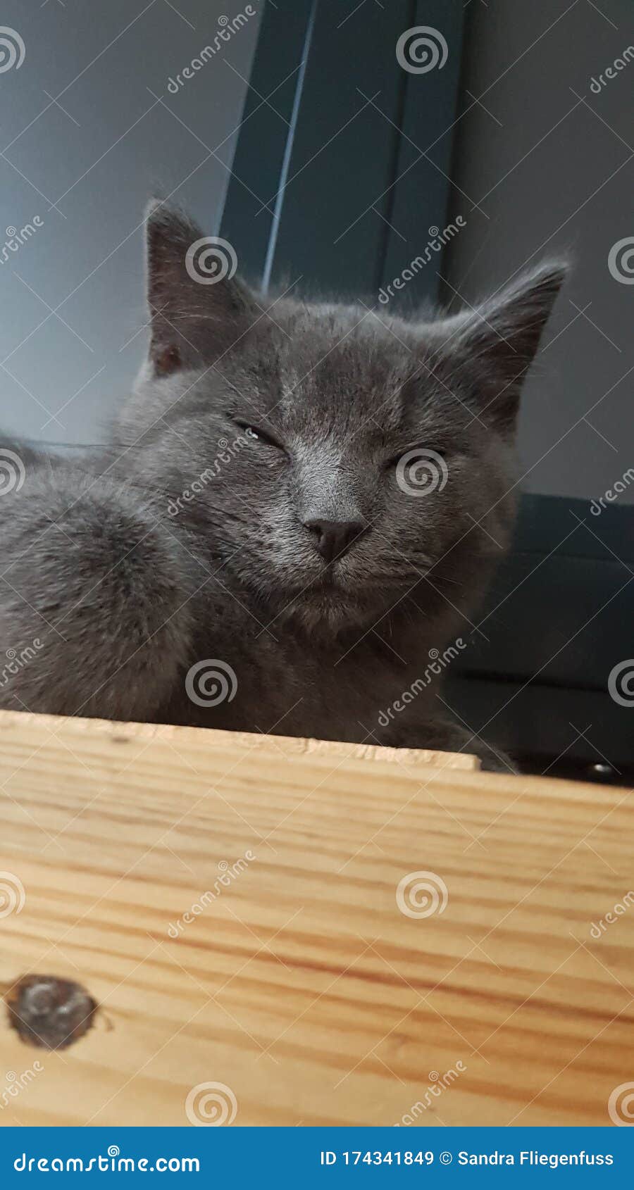 Buschi el gato imagen de archivo. Imagen de gato, animales - 174341849