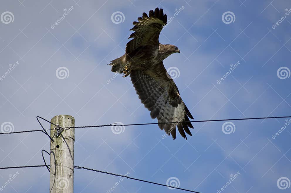 Buse Commune Effectuant Le Vol Photo stock - Image du aile, envergure ...