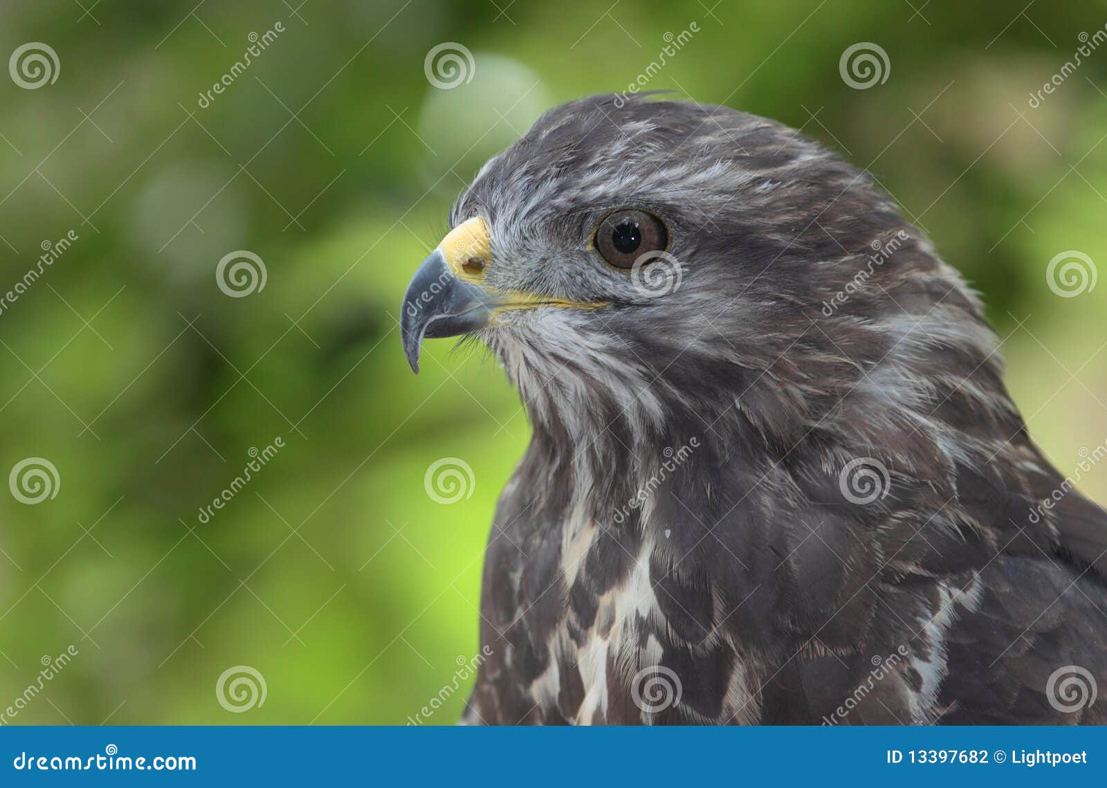 Buse commune majestueuse photo stock. Image du verticale - 13397682