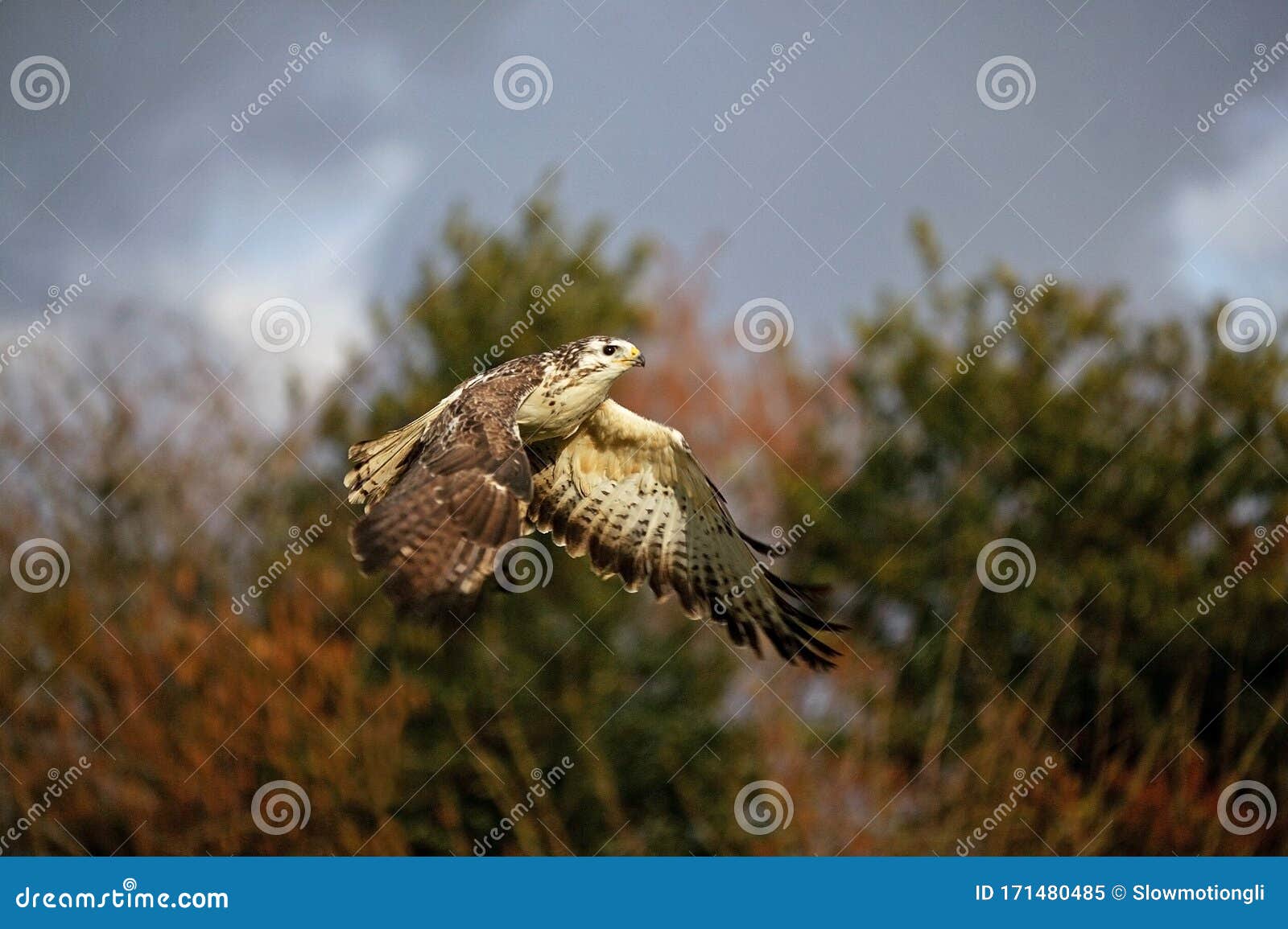 BUSE VARIABLE buteo buteo stock image. Image of bird - 171480485