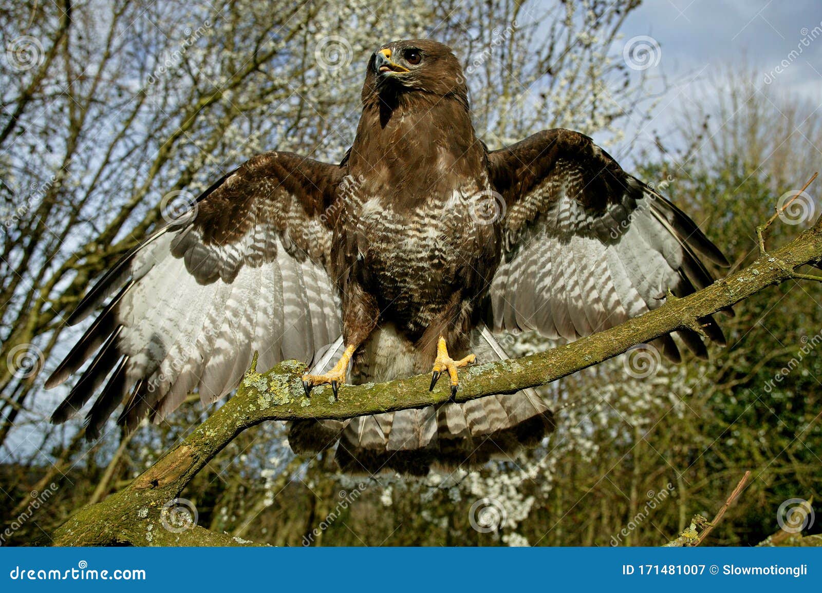 BUSE VARIABLE buteo buteo imagen de archivo. Imagen de animal - 171481007