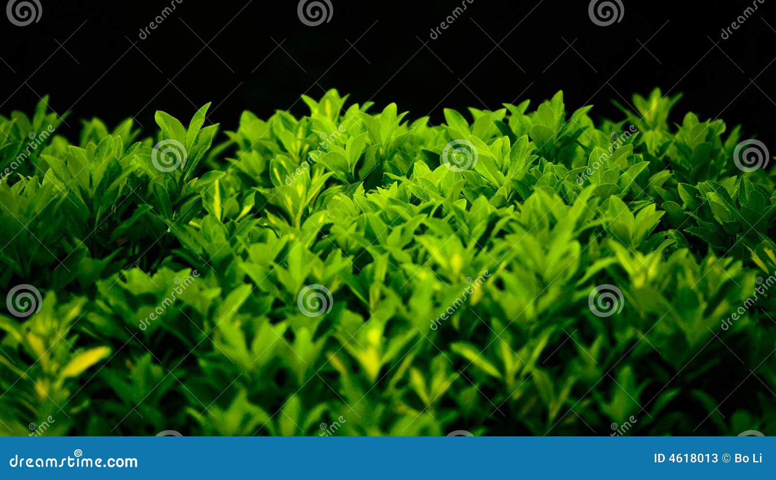 Bush stock image. Image of beauty, beautiful, green, chinese - 4618013