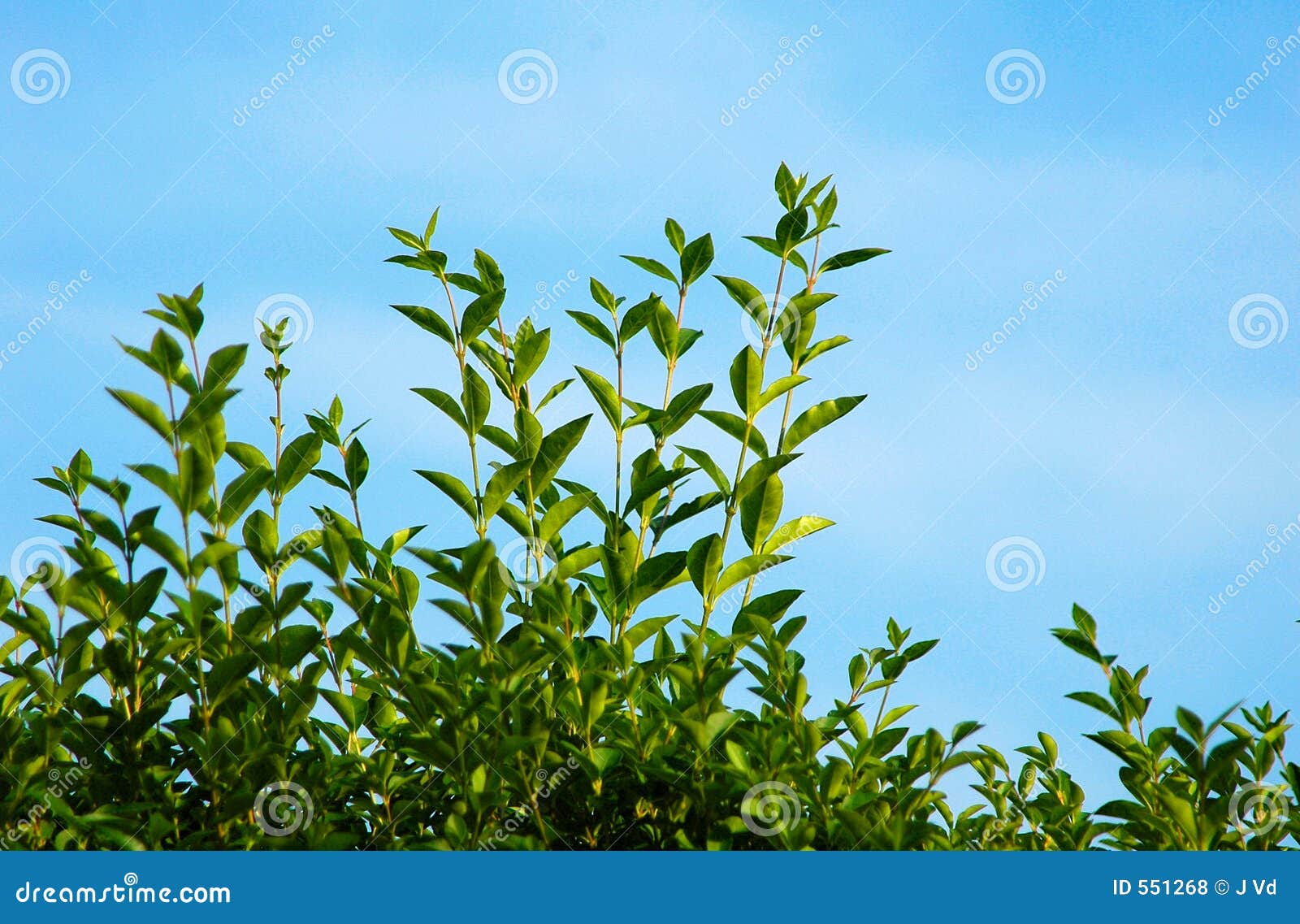 Bush stock photo. Image of coloured, cheerful, nature, lively - 551268