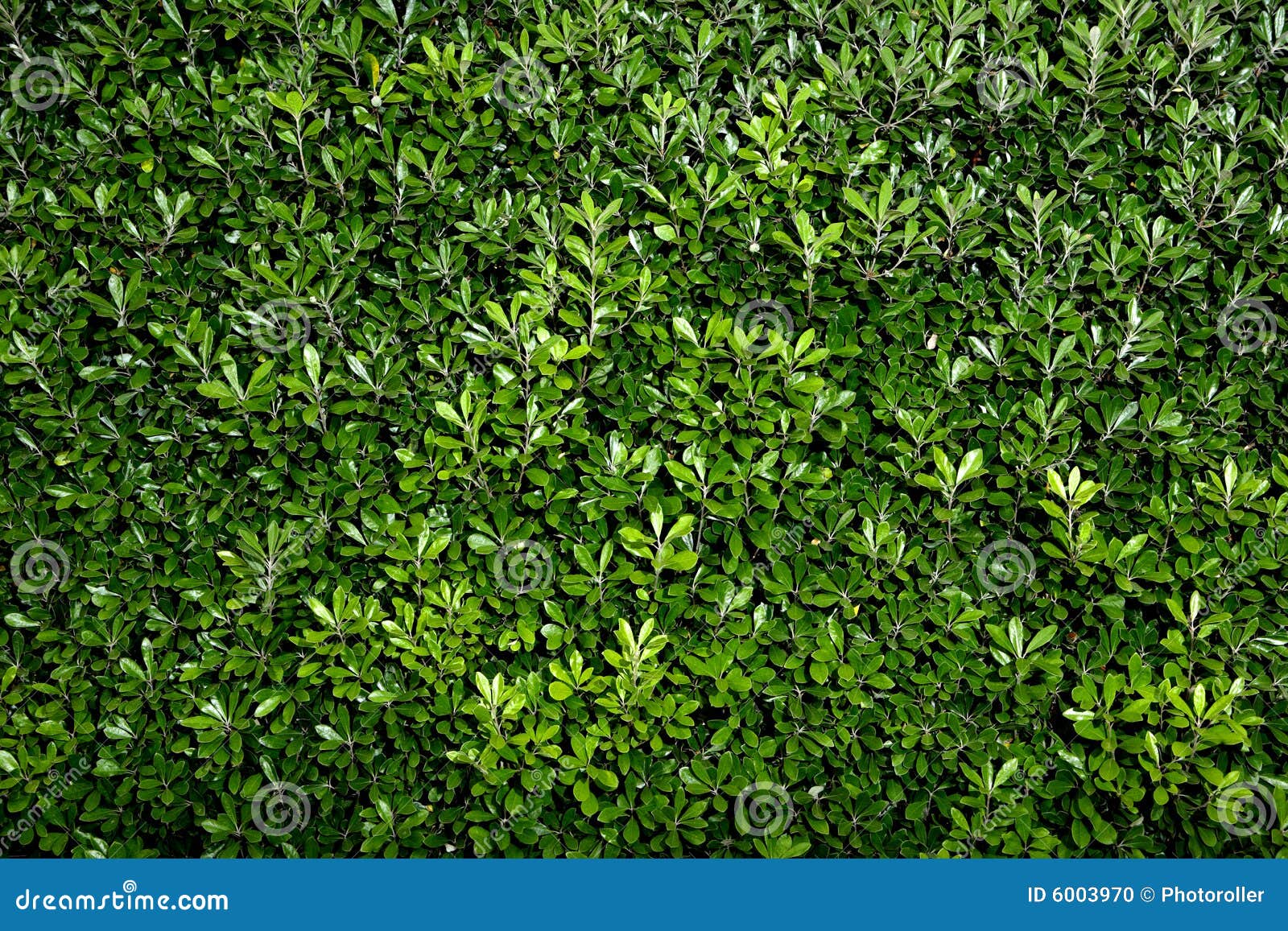 BUsh stock photo. Image of root, white, leaves, background - 6003970