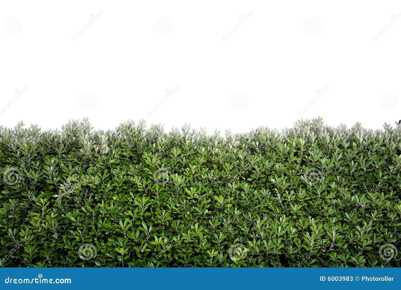 BUsh stock image. Image of garden, space, grass, sprout - 6003983