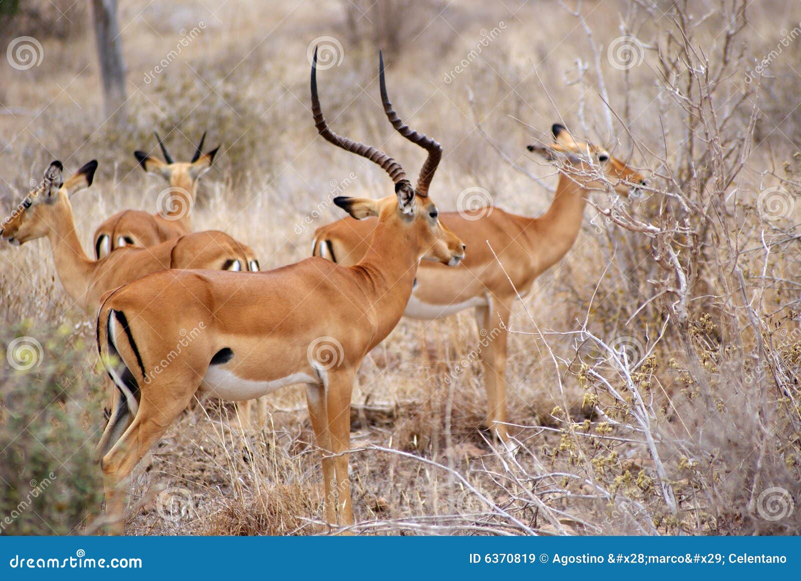 134 Some Antelopes Stock Photos - Free & Royalty-Free Stock Photos from ...