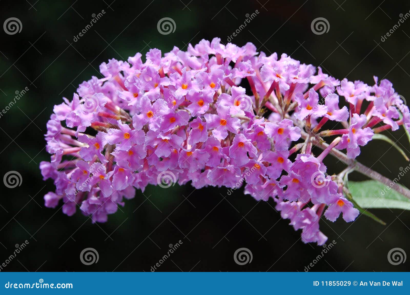 Bush Against Black Background Stock Image - Image of color, fragrant ...
