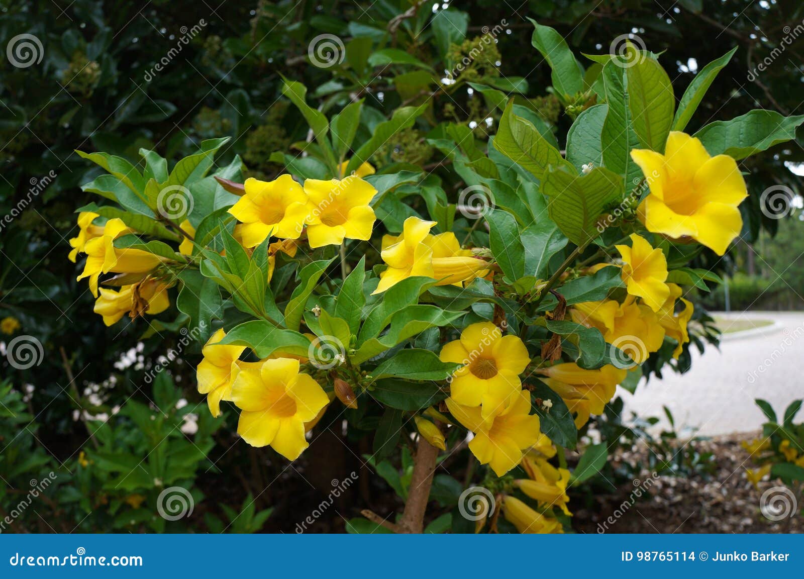 Bush Allamanda Schottii stock photo. Image of floriculture - 98765114