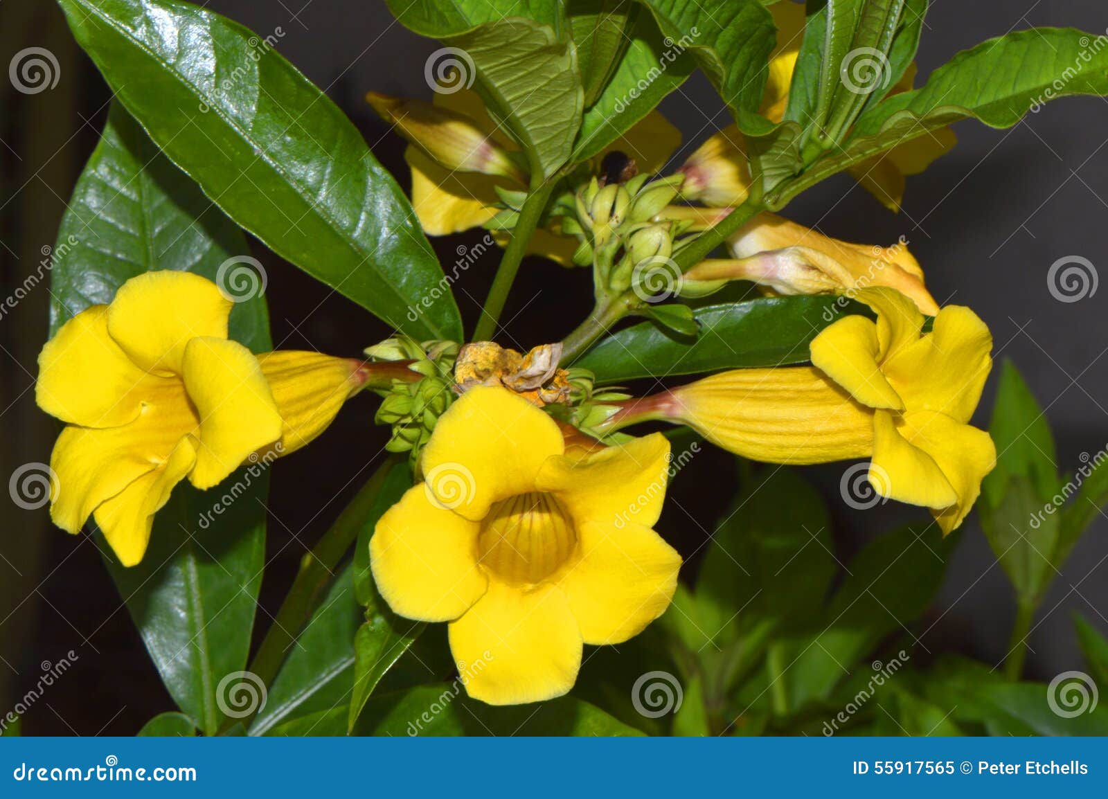 Bush Allamanda Schottii stock image. Image of flora, evergreen - 55917565