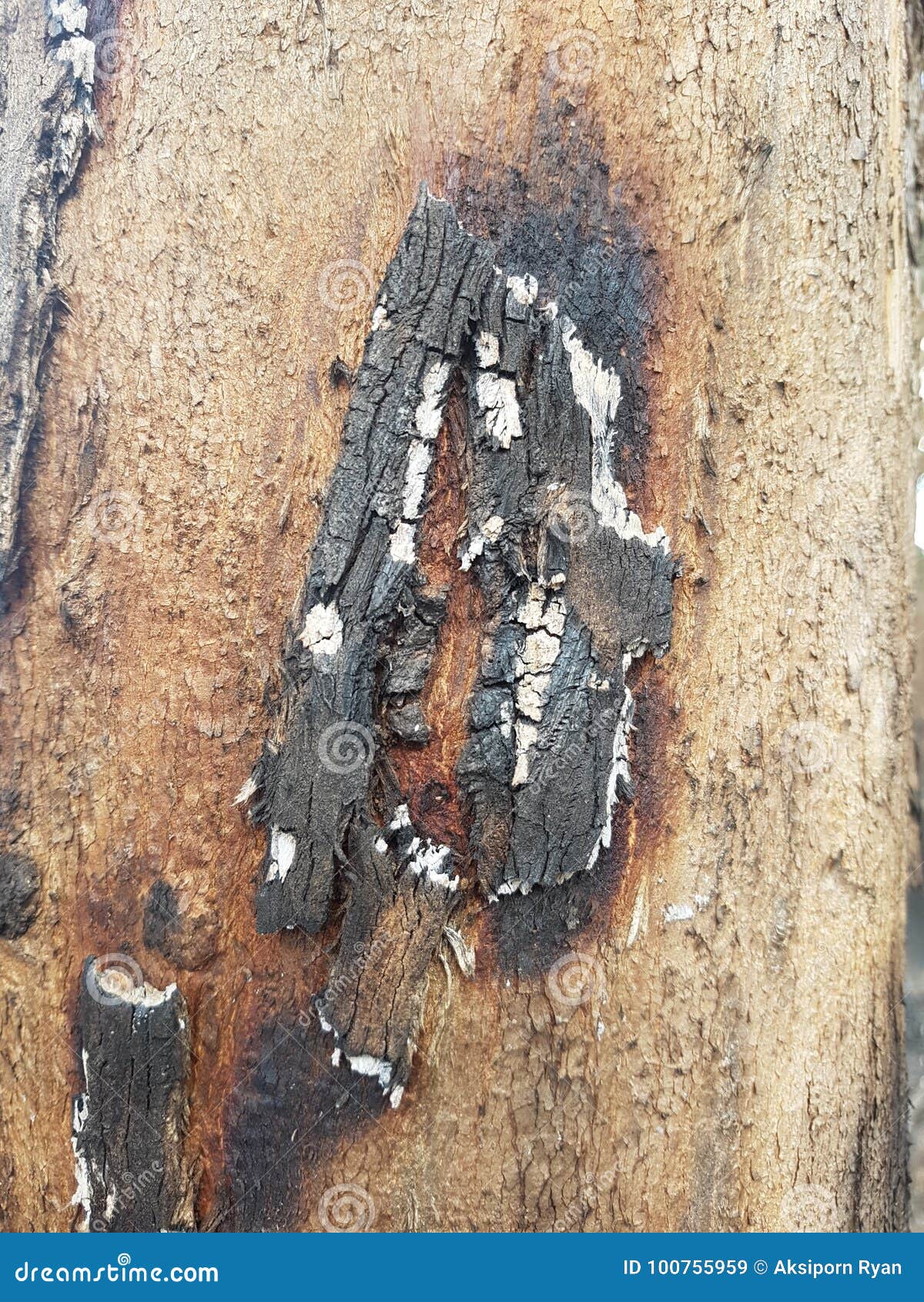 Texture burn wood stock image. Image of bush, burnout - 100755959