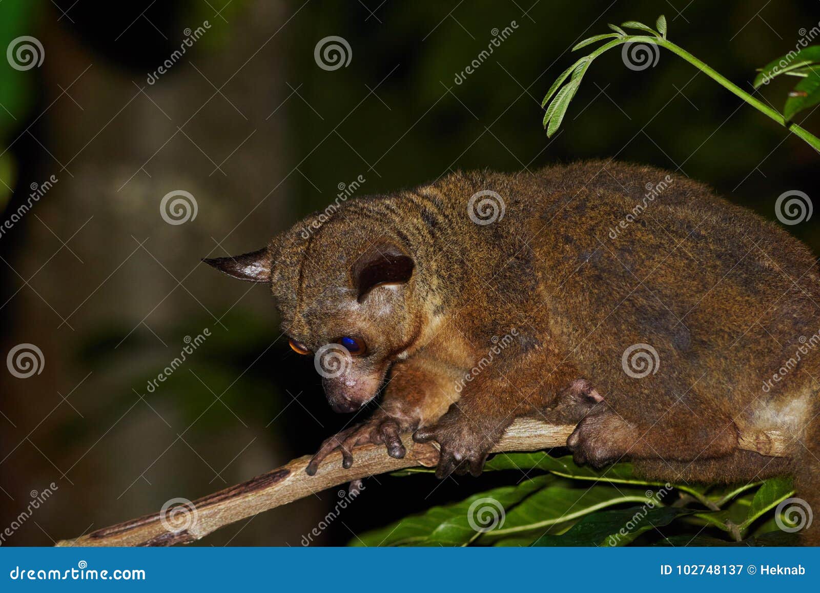 Bush-Baby stockbild. Bild von fauna, afrika, aufstieg - 102748137