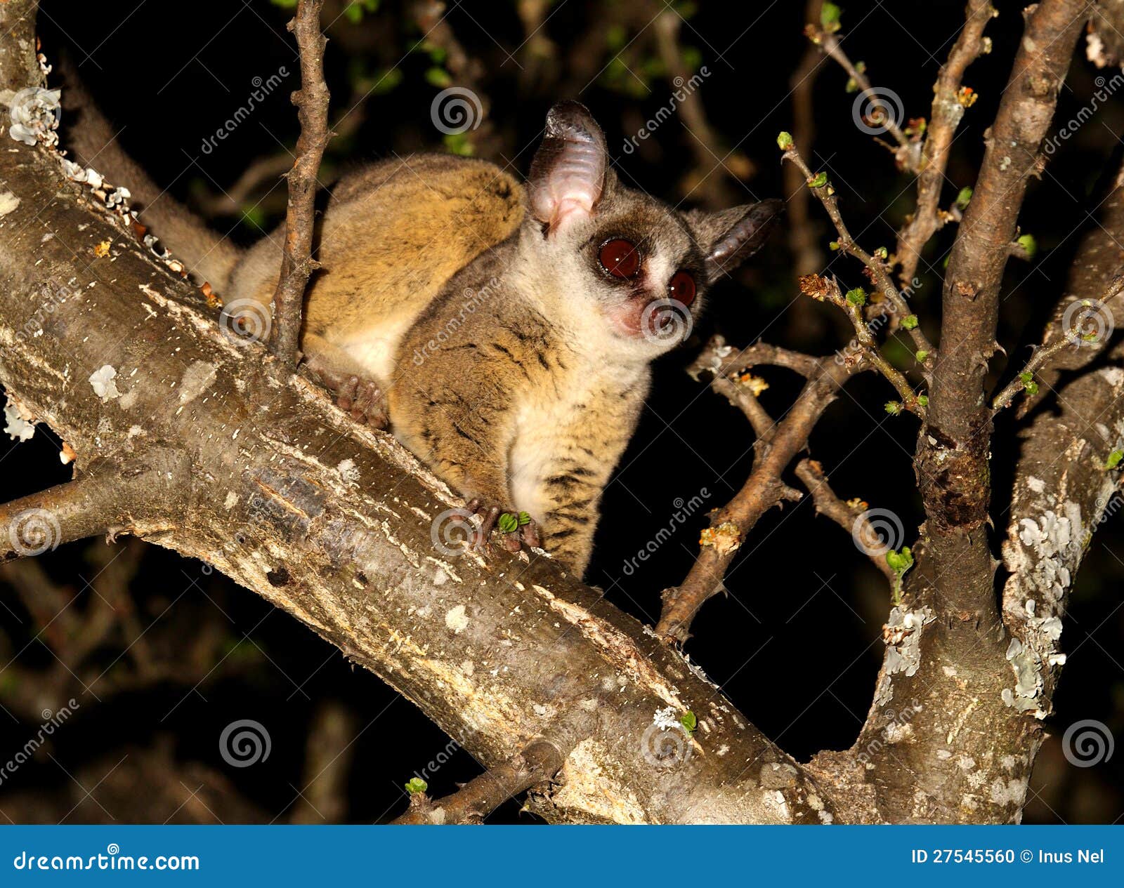 Bush Baby stock photo. Image of night, bush, baby, cute - 27545560