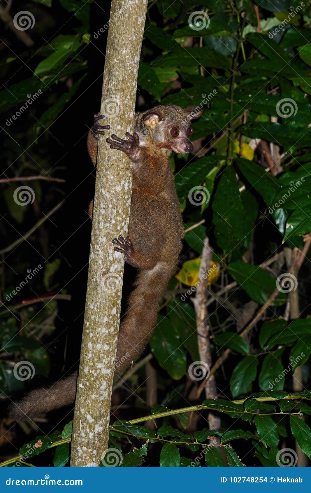 Bush baby stock photo. Image of primates, brown, fauna - 102748254
