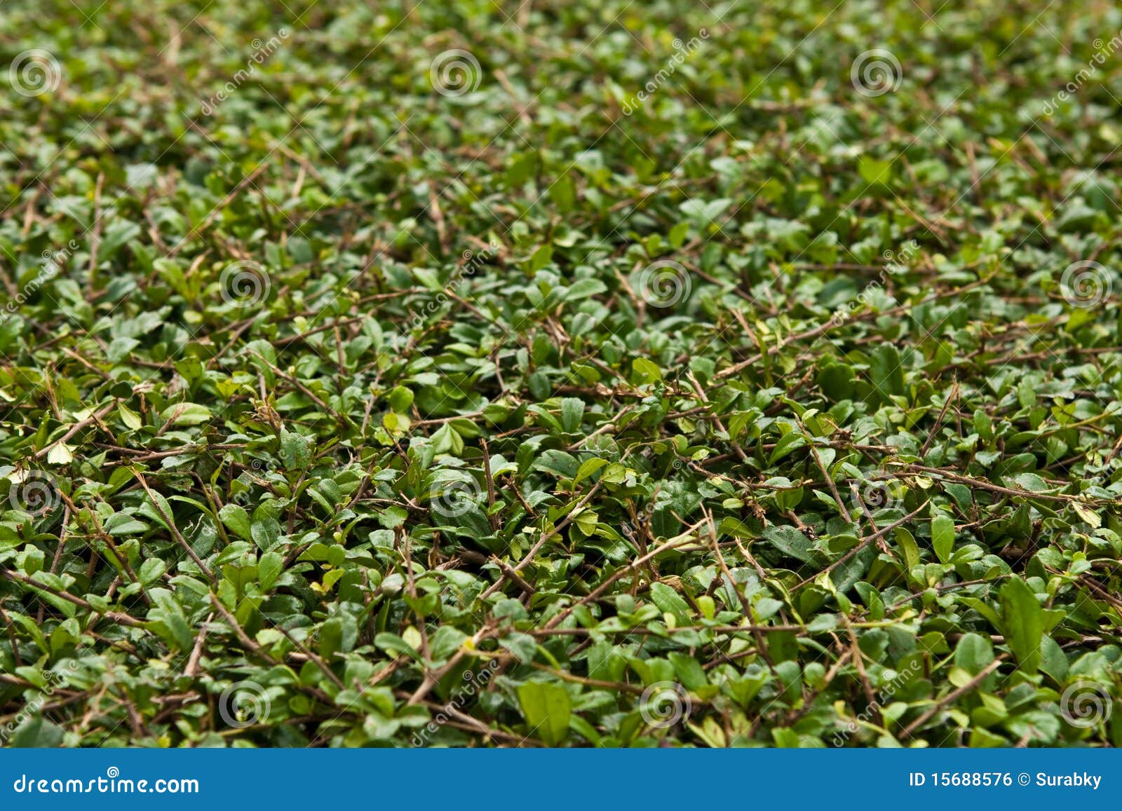 Bush background stock photo. Image of backdrop, abstract - 15688576