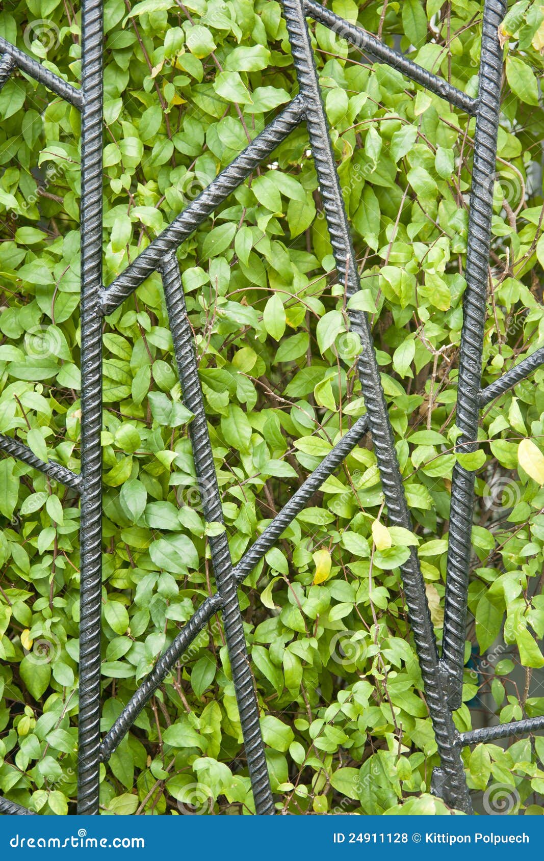 Bush background stock photo. Image of decoration, vintage - 24911128