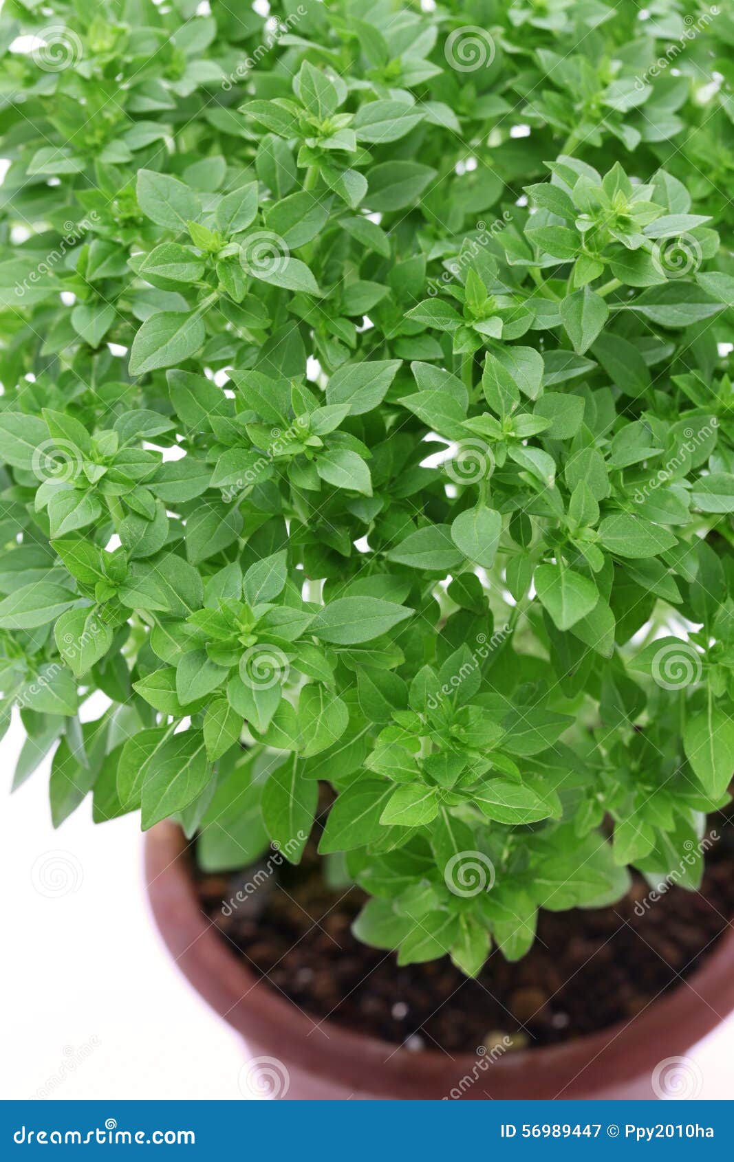 Bush basil, greek basil stock image. Image of dwarf, gardening - 56989447