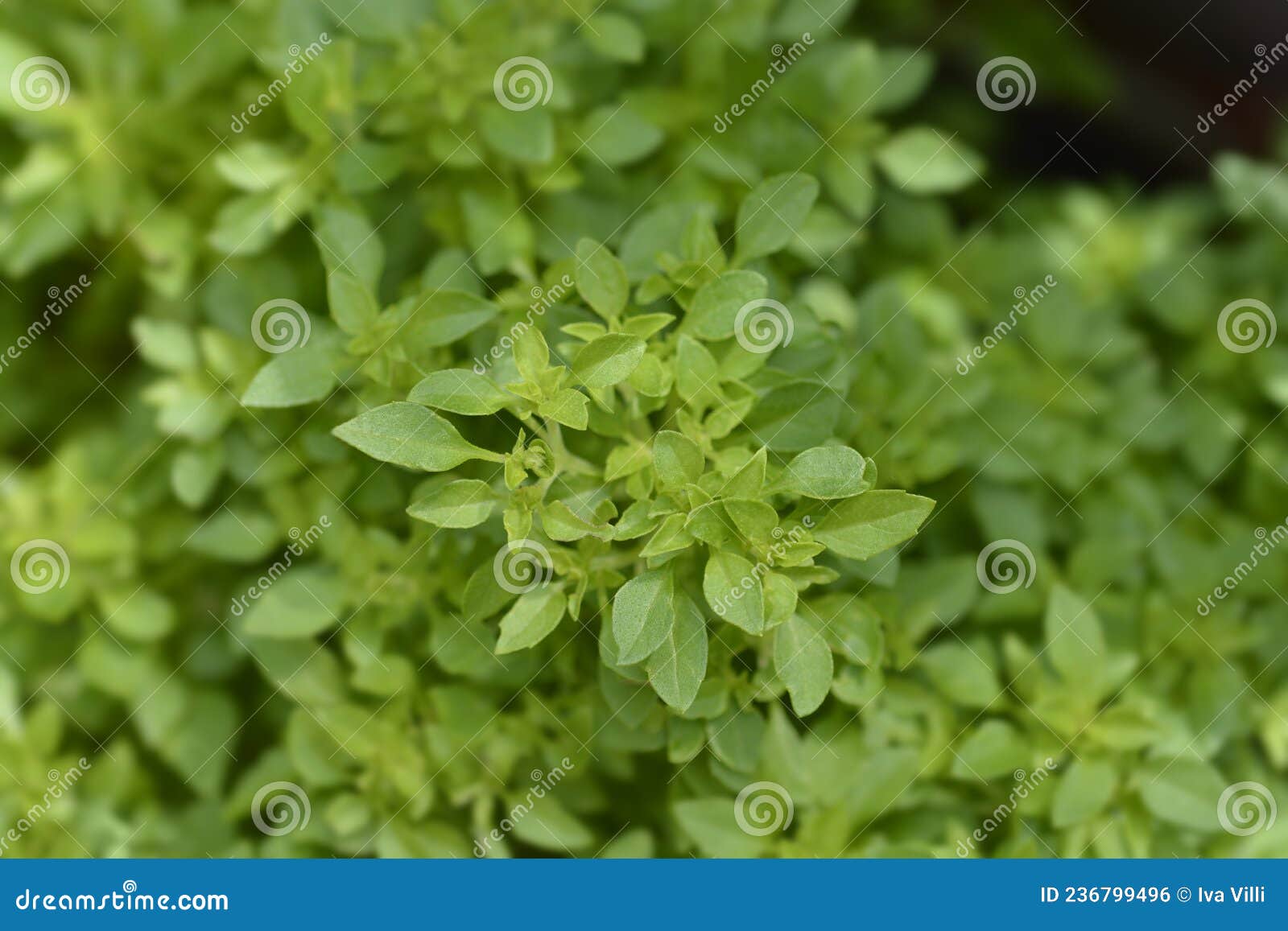 Bush basil stock photo. Image of garden, minimum, botany - 236799496