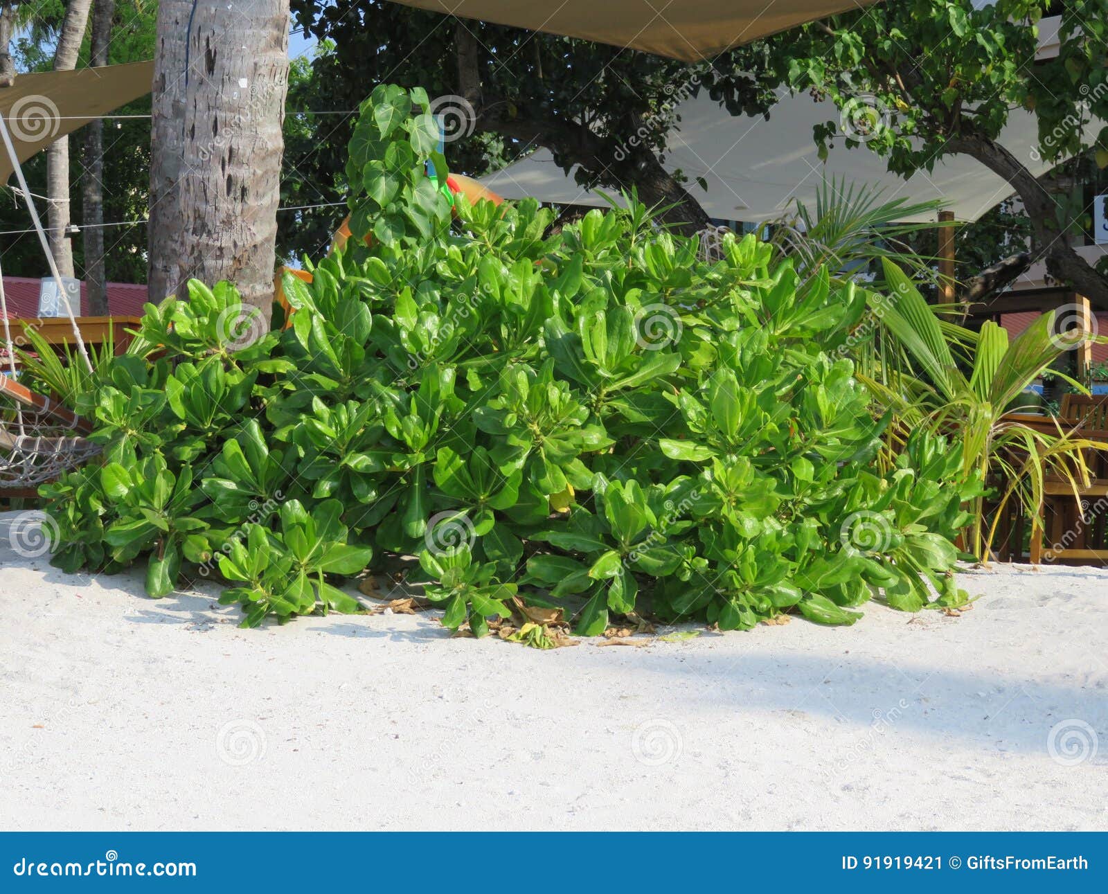 Bush on the beach. stock image. Image of holiday, tropic - 91919421