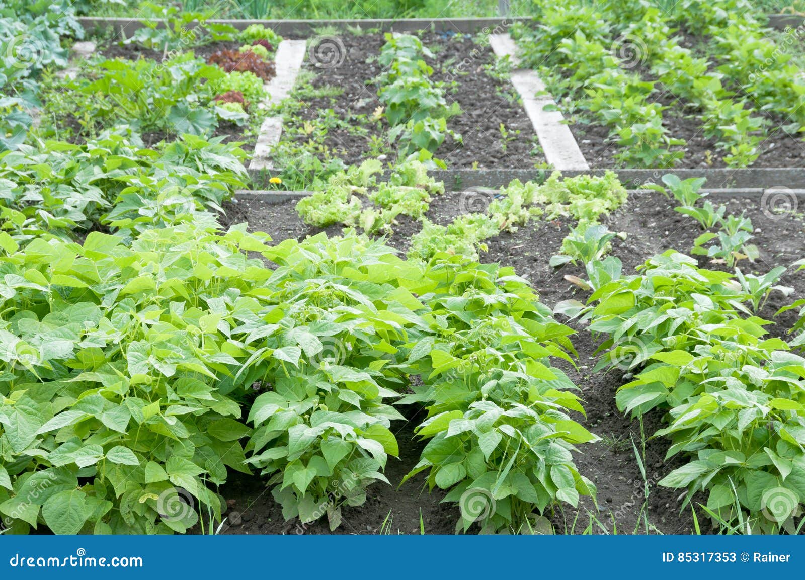 Bush beans on a patch stock image. Image of cabbage, ecological - 85317353