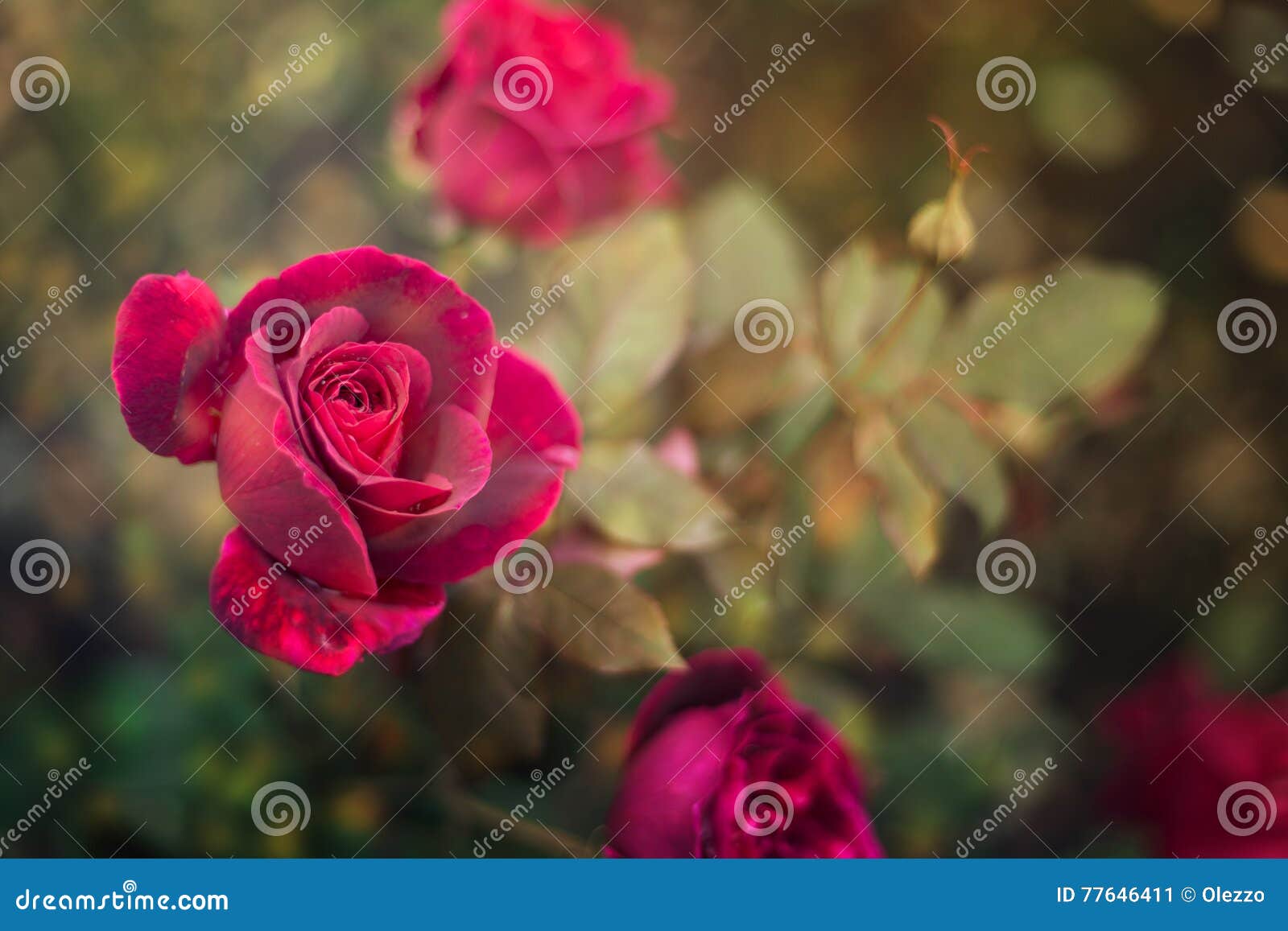 Bush with Beautiful Bright Red Roses, a Terrific Natural Background and ...