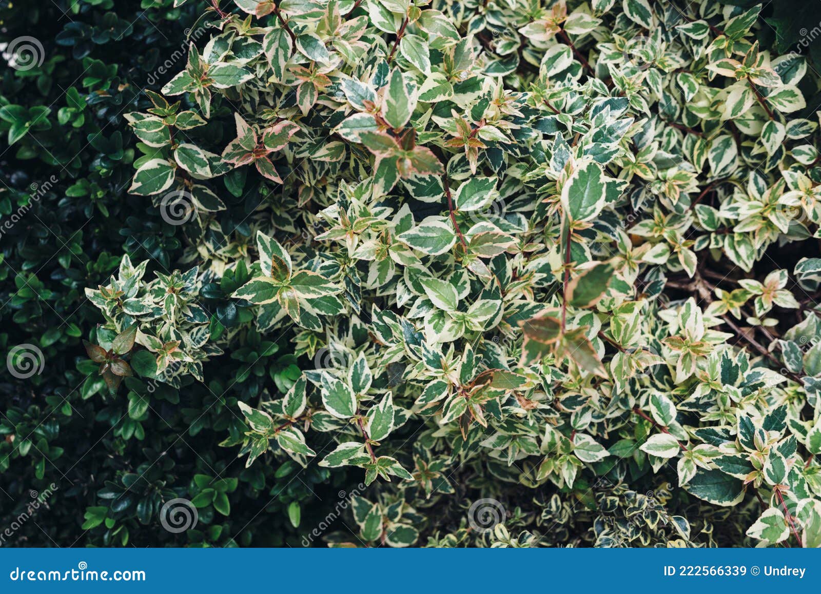 Bush with Beautiful Leaves with a Fancy Pattern Stock Image - Image of ...