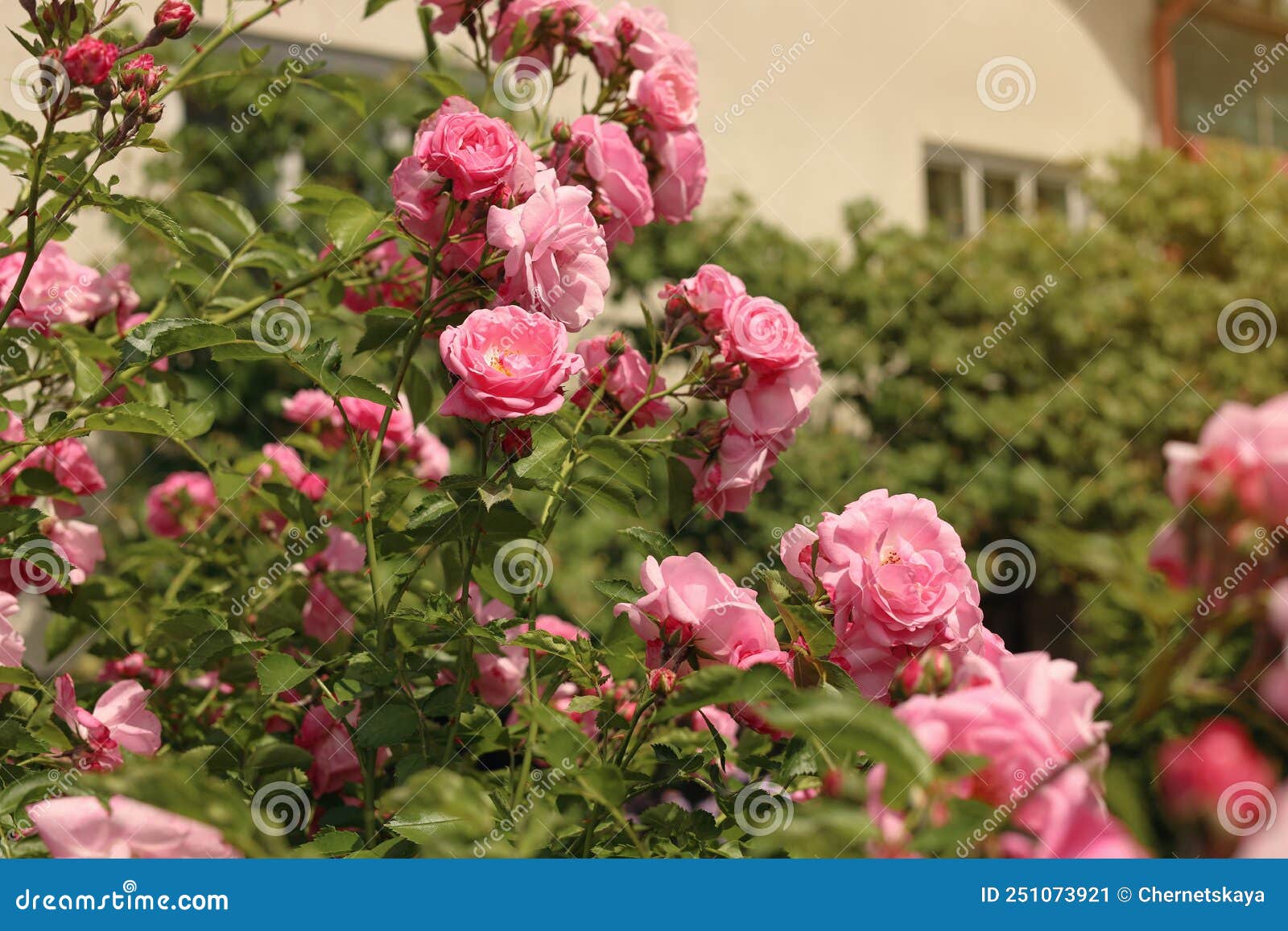 Bush with Beautiful Pink Tea Roses Outdoors, Closeup Stock Image ...