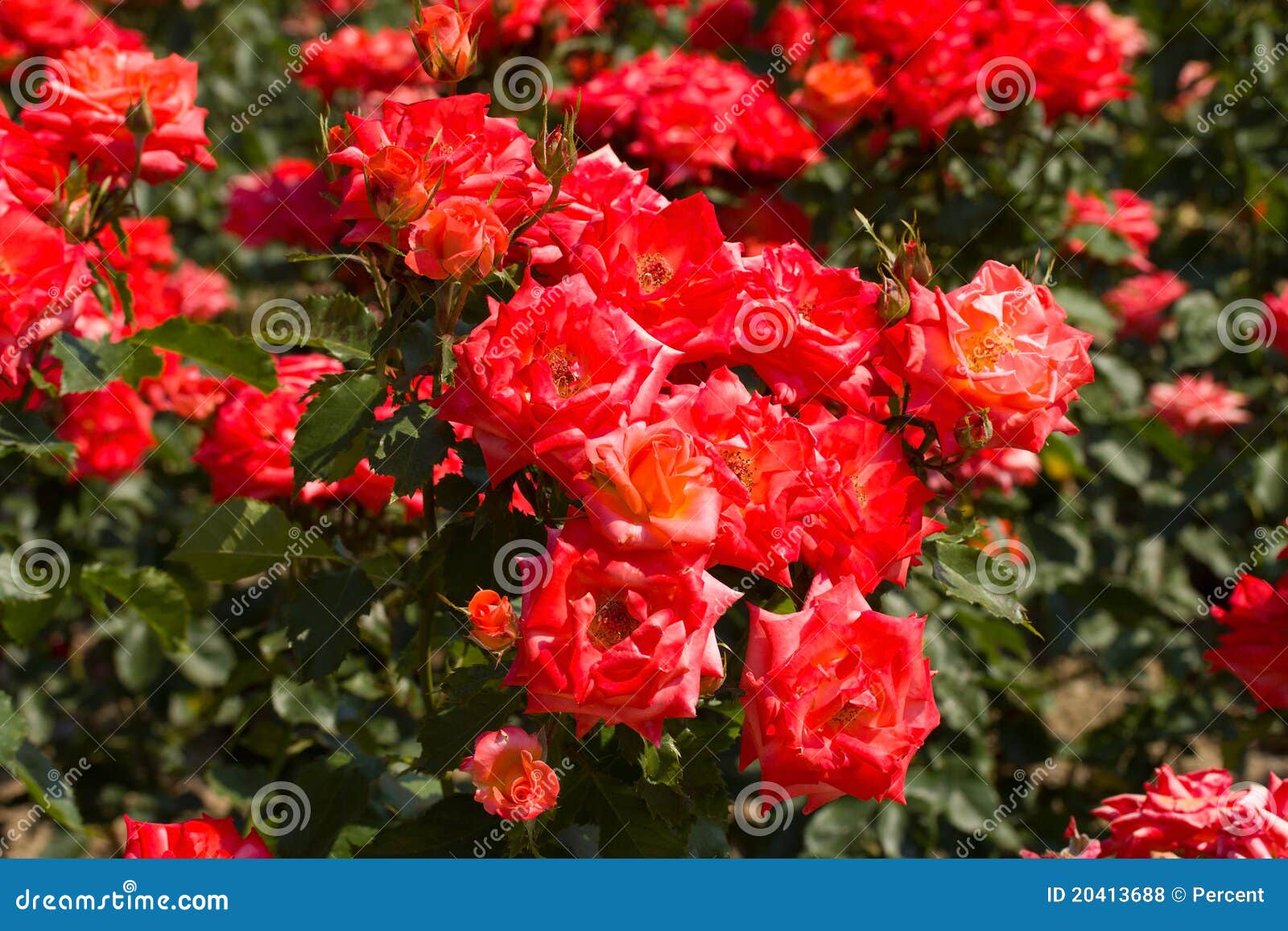Bush of beautiful roses stock photo. Image of romantic - 20413688