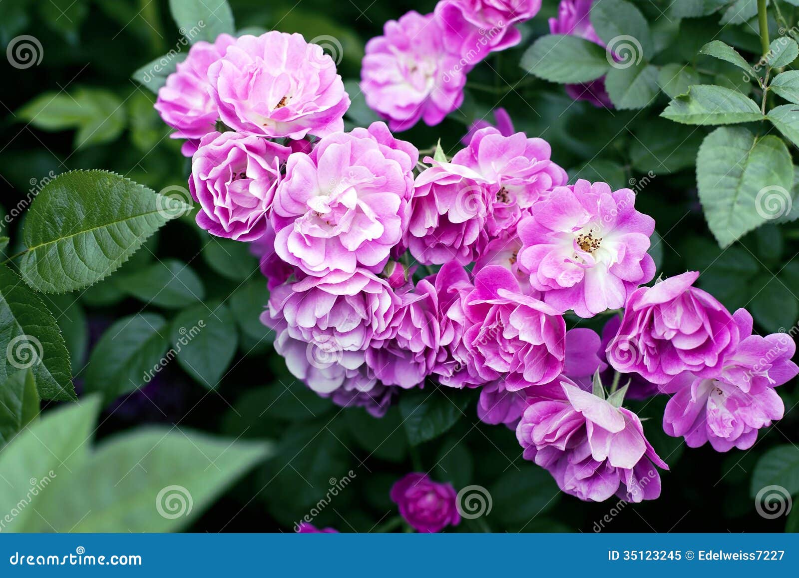 Bush of beautiful roses stock image. Image of nature - 35123245