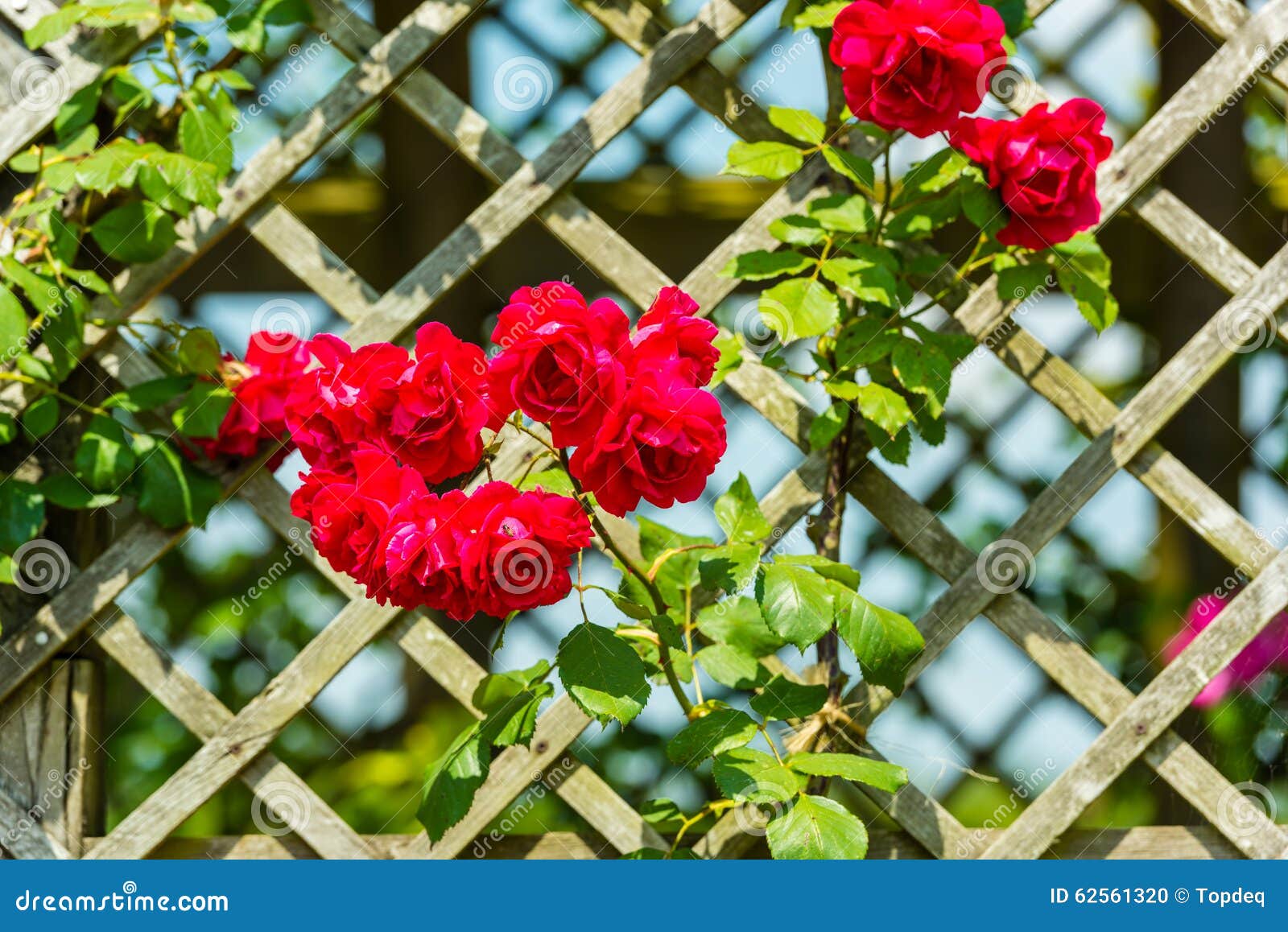 Bush of Beautiful Roses in a Garden Stock Photo - Image of grow, fence ...
