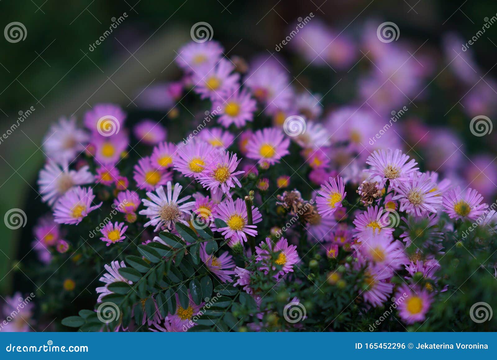 Bush of Beautiful Small Purple Daisies Stock Photo - Image of daisy ...