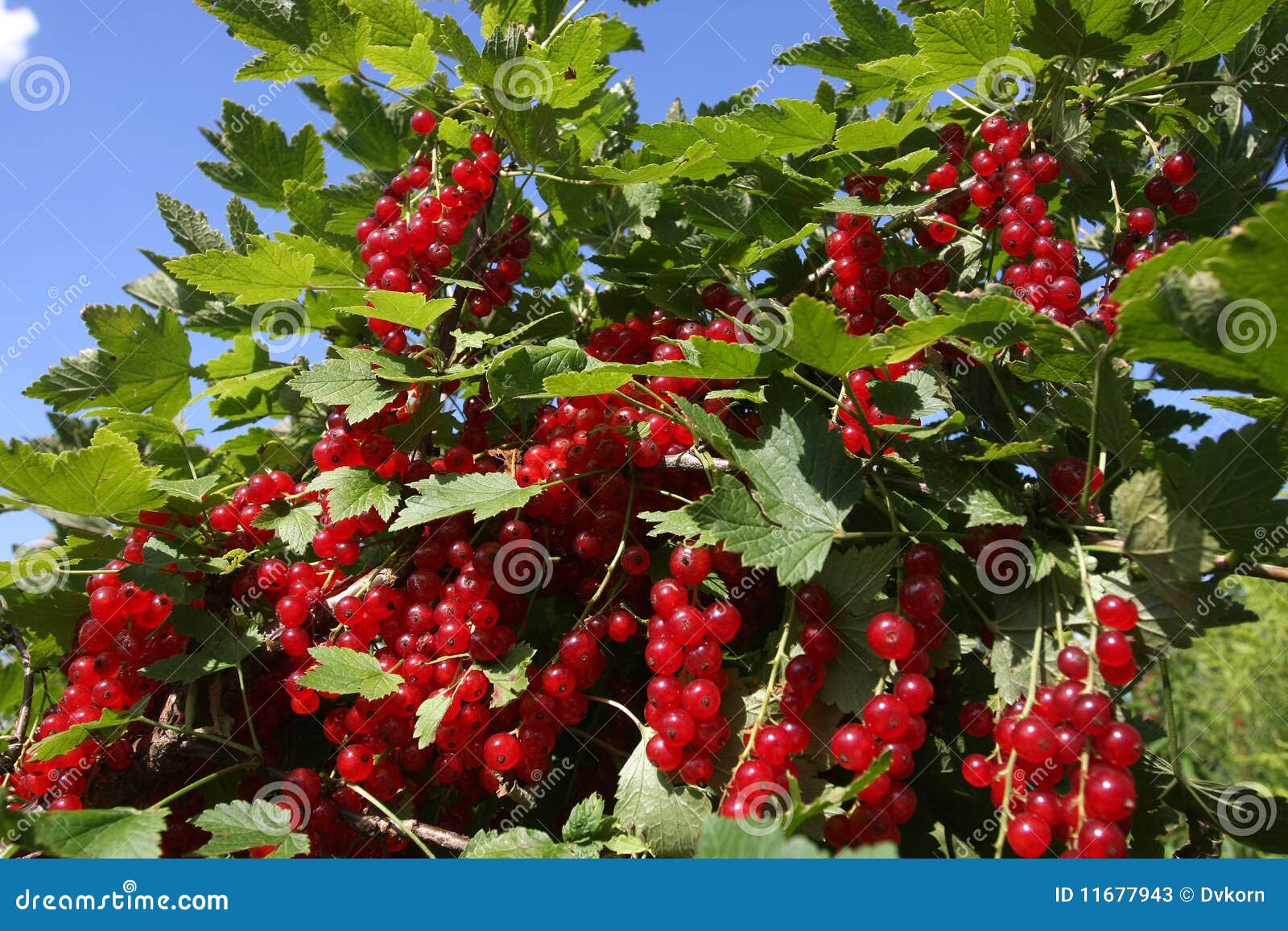 Bush with berries stock image. Image of summer, preparation - 11677943