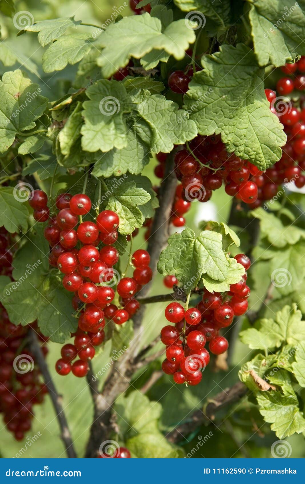 Bush with Berries of a Red Currant Stock Photo - Image of branch, bunch ...