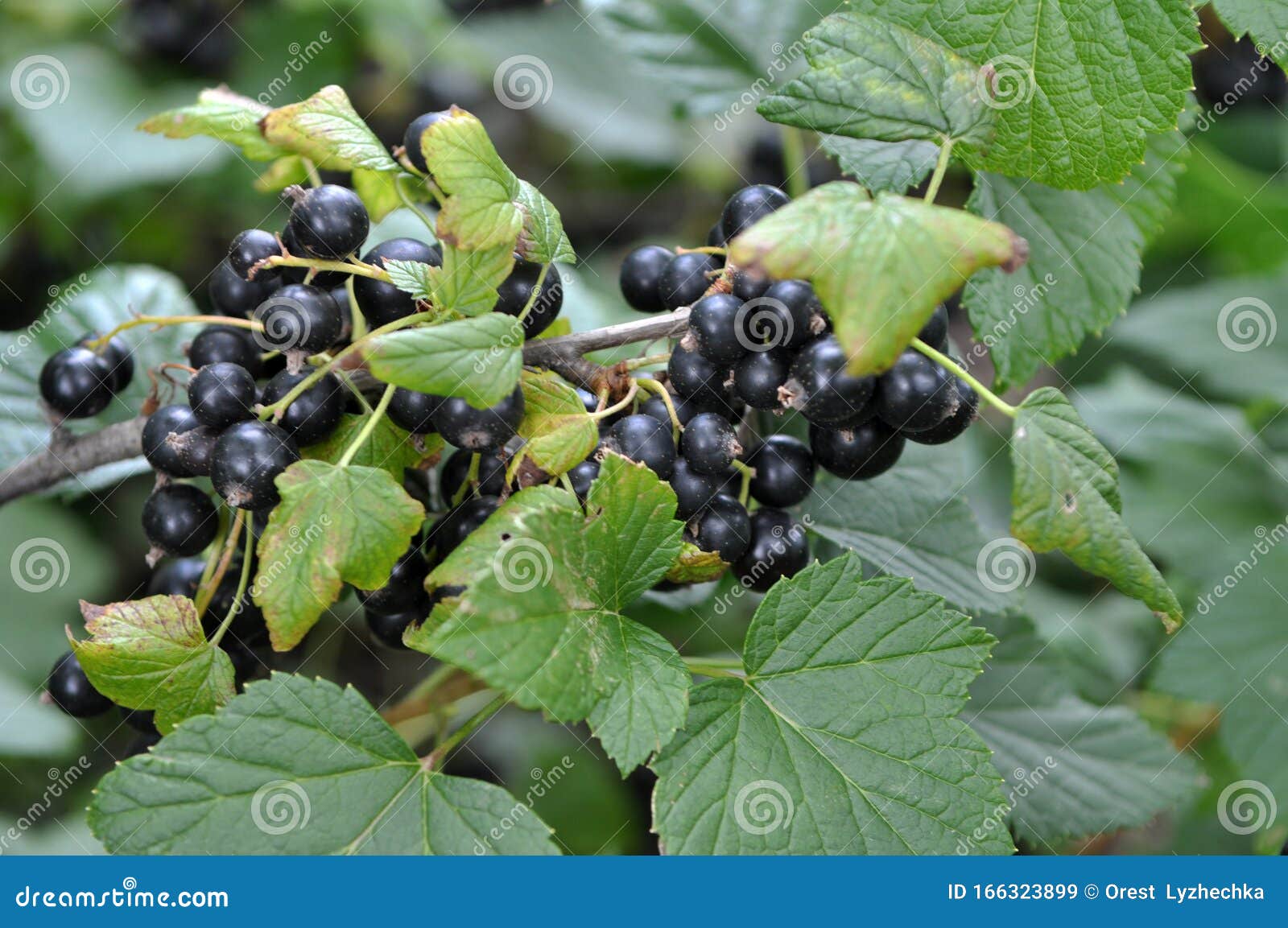 On the Bush Berries are Ripe Currant Stock Image - Image of orchard ...