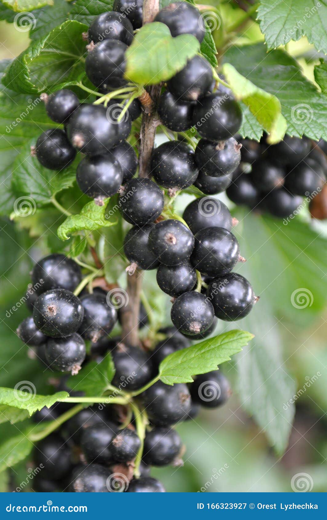 On the Bush Berries are Ripe Currant Stock Image - Image of healthy ...