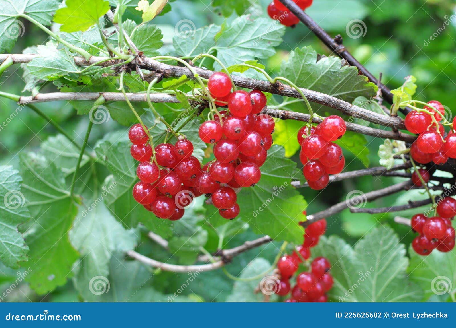 On the Bush Berries are Ripe Red Currant Stock Photo - Image of currant ...