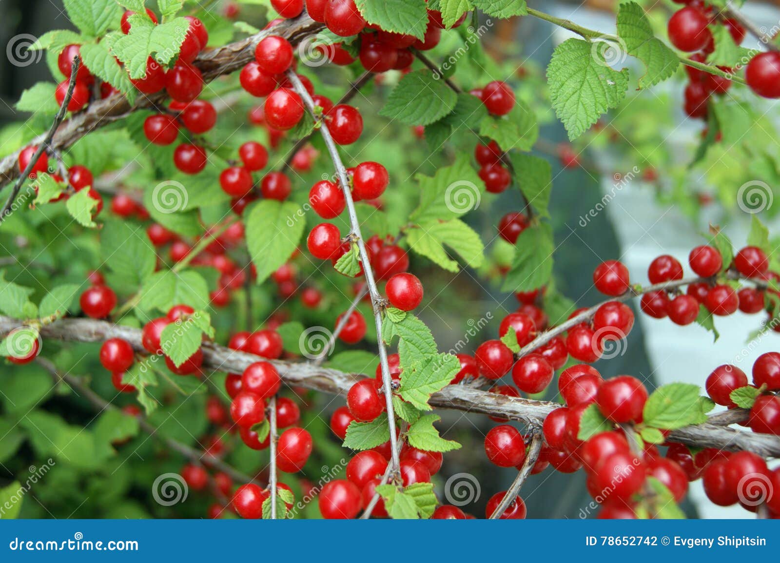 Bush of the berry cherry stock photo. Image of bush, edible - 78652742