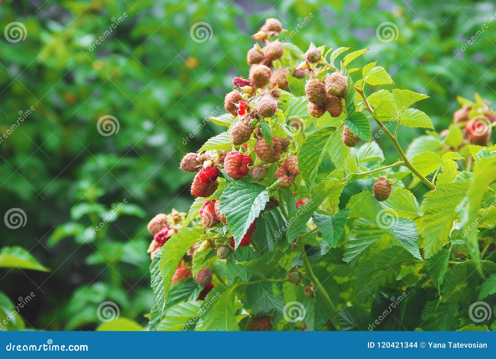 A bush of a big raspberry. stock photo. Image of plant - 120421344